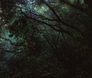 Don't get bitten: The ultimate D&D giant poisonous snake 5e guide ...