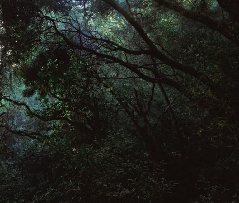 Don't get bitten: The ultimate D&D giant poisonous snake 5e guide ...