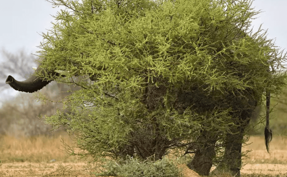 Silent Image in 5e Dnd: start using it smarter - Creature College