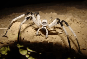 Phase Spider 5e: how these suprising crawlers work and best uses ...